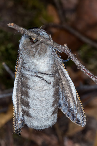 Wattle Goat Moth | Project Noah