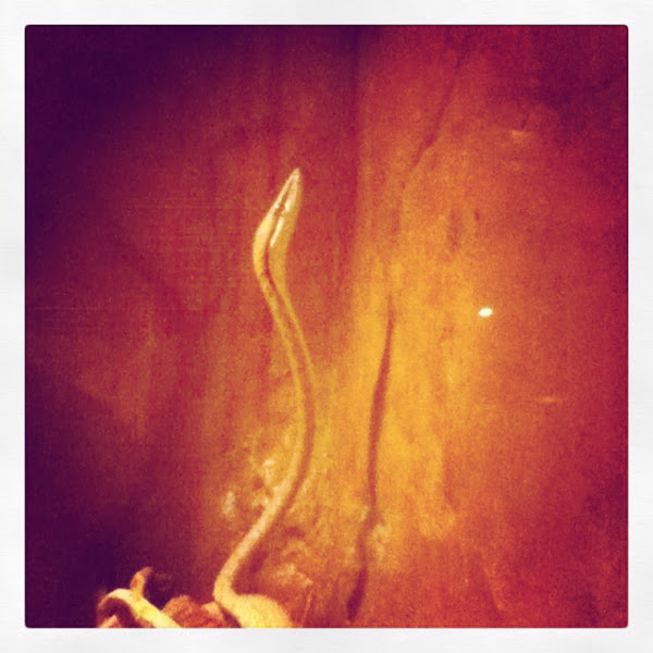 Snake | Project Noah