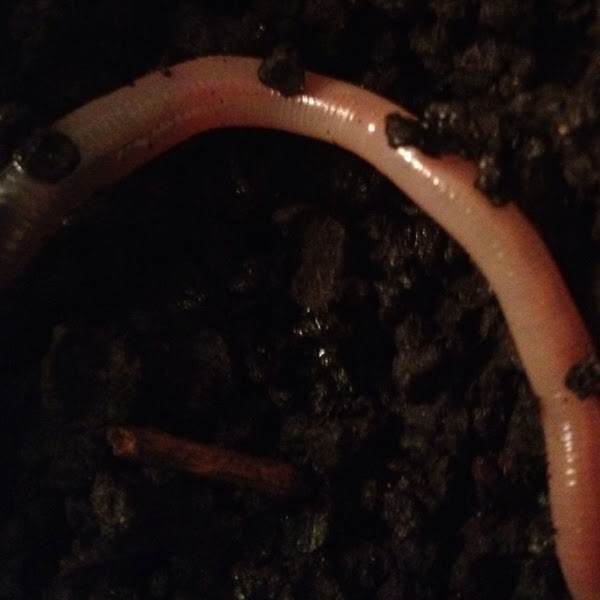 Earthworm | Project Noah