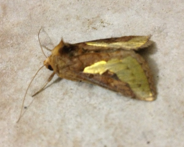 Golden Plusia | Project Noah