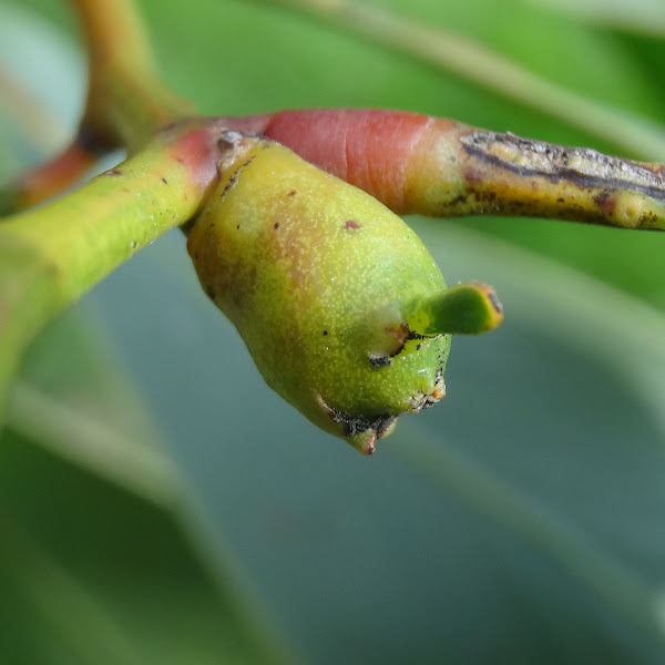 Eucalyptus axil gall | Project Noah