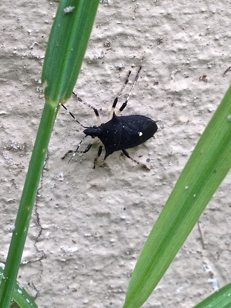 Black Stink Bug | Project Noah