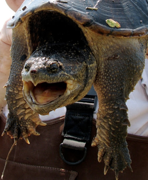 Common Snapping Turtle | Project Noah