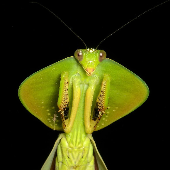 Shield Mantis | Project Noah