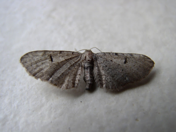 Common Pug | Project Noah