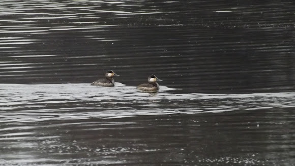Ruddy Duck (adult male) non-breeding | Project Noah