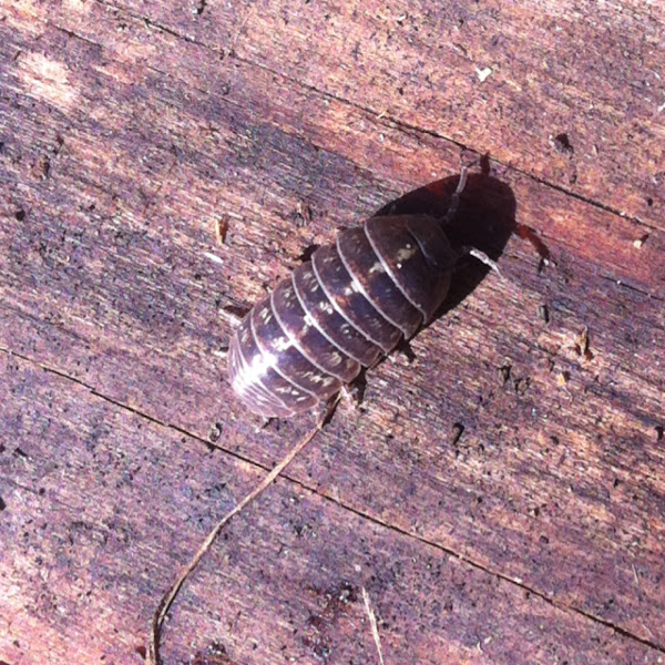 Rolly Polly | Project Noah