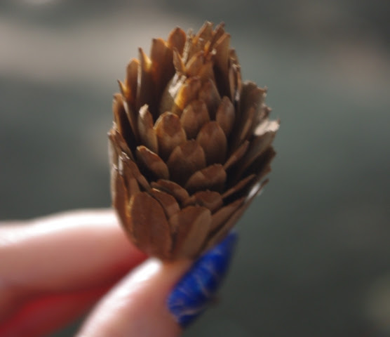 Tulip Tree Seed Pod | Project Noah