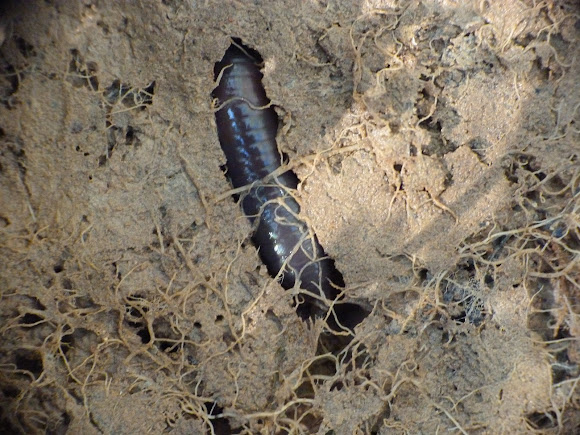 Freshwater leech | Project Noah