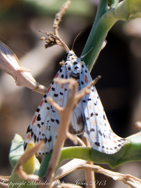 Crimson-speckled Footman/Flunkey | Project Noah