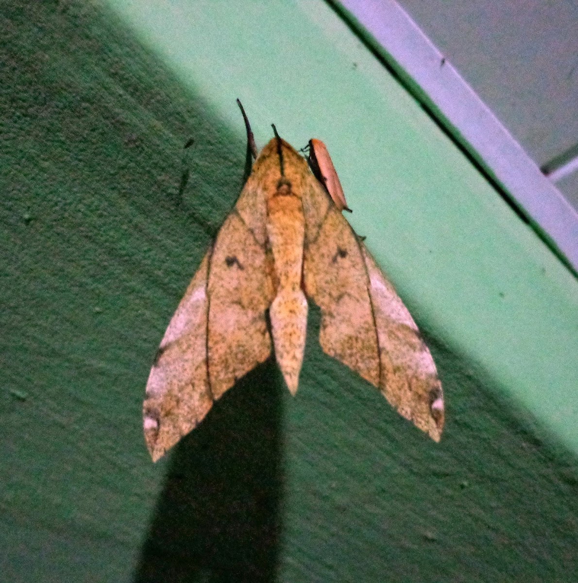 Hawk moth | Project Noah