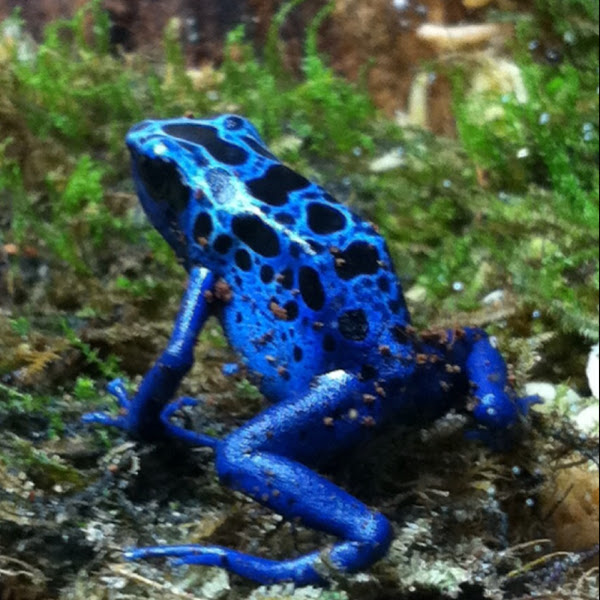Blue poison dart frog | Project Noah