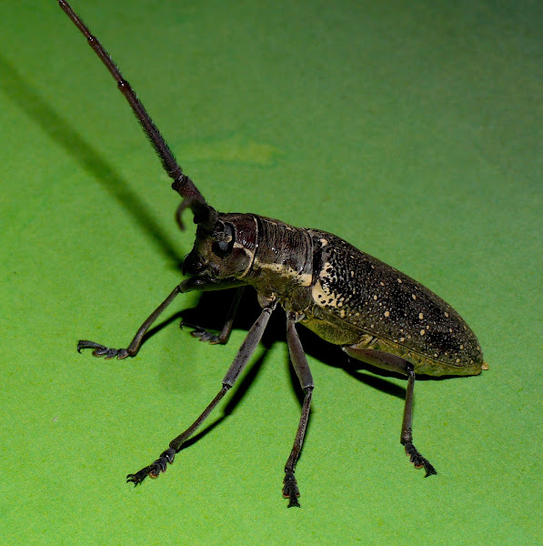 Long-Horn Beetle | Project Noah
