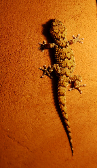 Bibron's Gecko | Project Noah