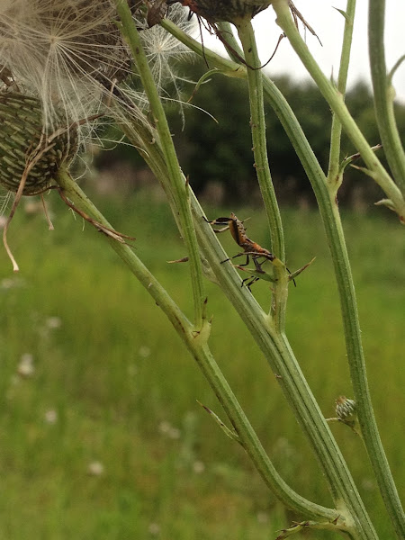 Florida Leaf-footed Bug | Project Noah