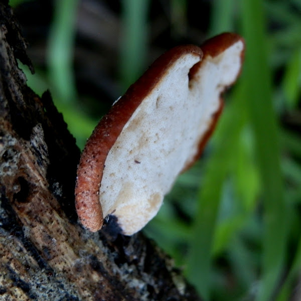 Thin Red Bracket | Project Noah