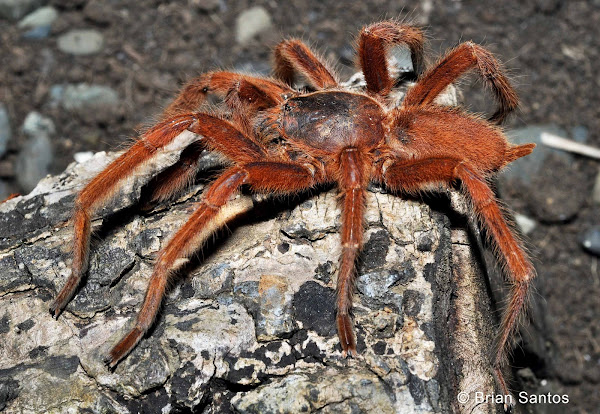 Panay Orange Tarantula | Project Noah