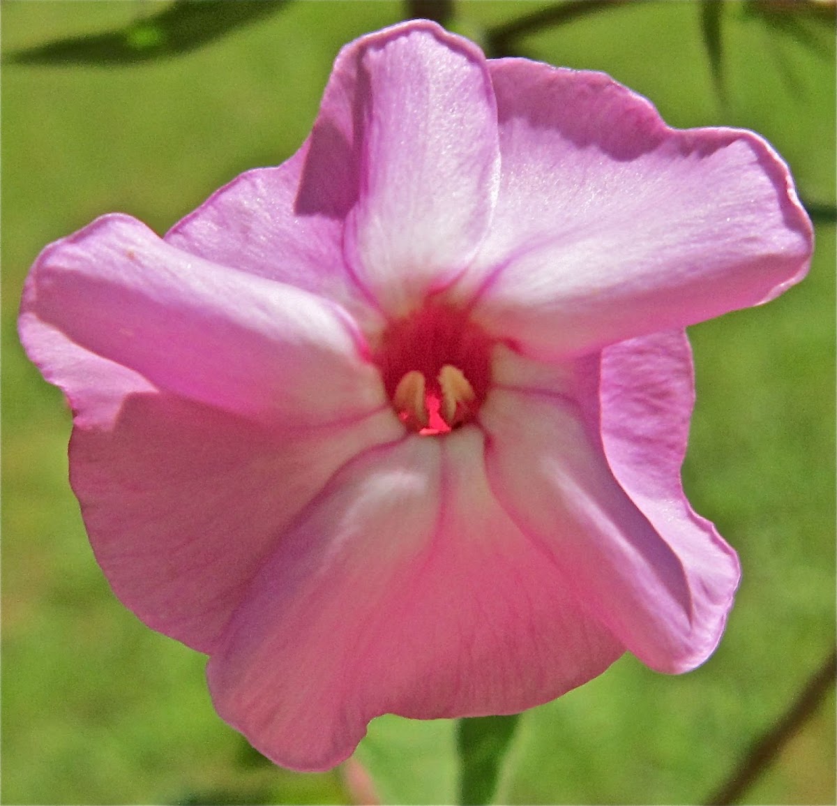 lavender phlox | Project Noah