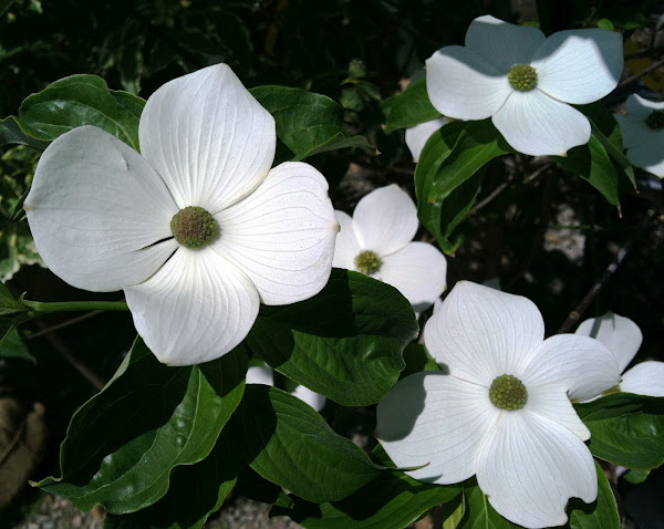 Starlight Dogwood | Project Noah