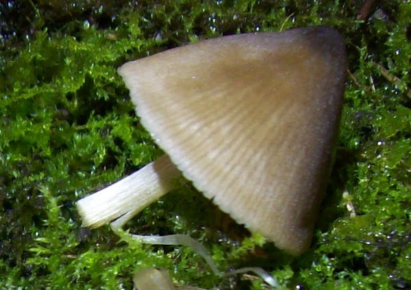 Star Pinkgill? | Project Noah