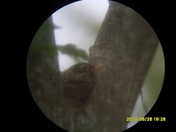 American Robin | Project Noah