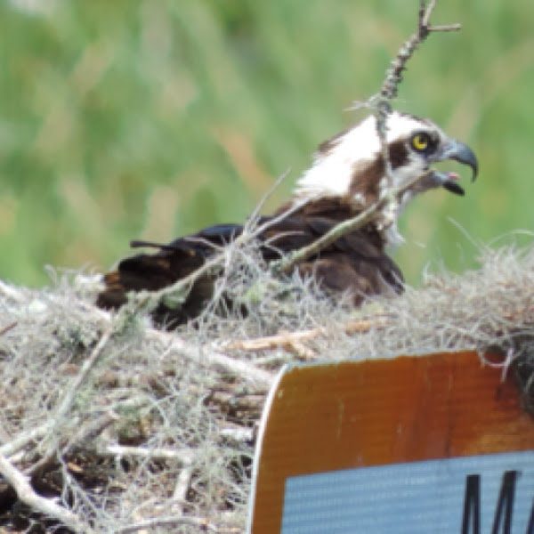 Osprey | Project Noah