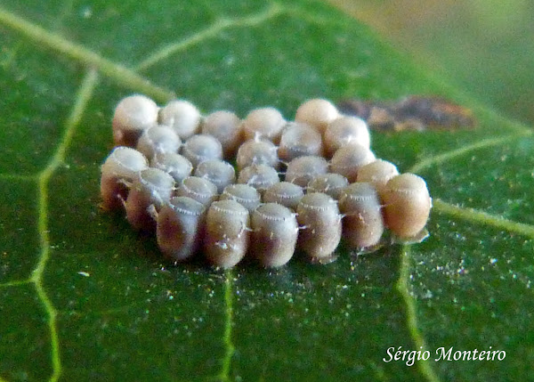 Shield bug eggs | Project Noah