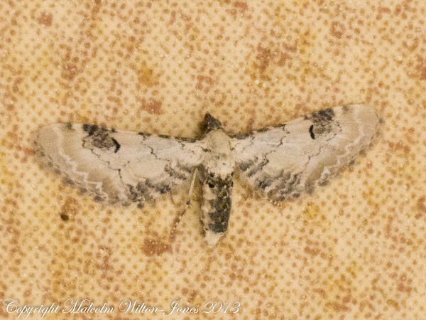 Lime-speck Pug Moth | Project Noah