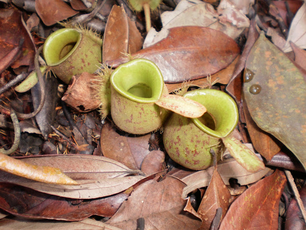Jungle pot pitcher plant | Project Noah