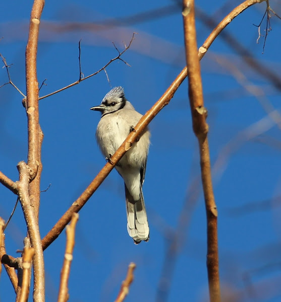 Blue Jay | Project Noah