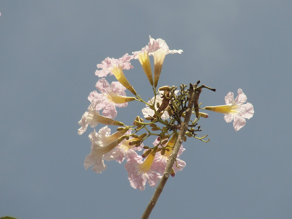 जय मंगल Padri Tree | Project Noah