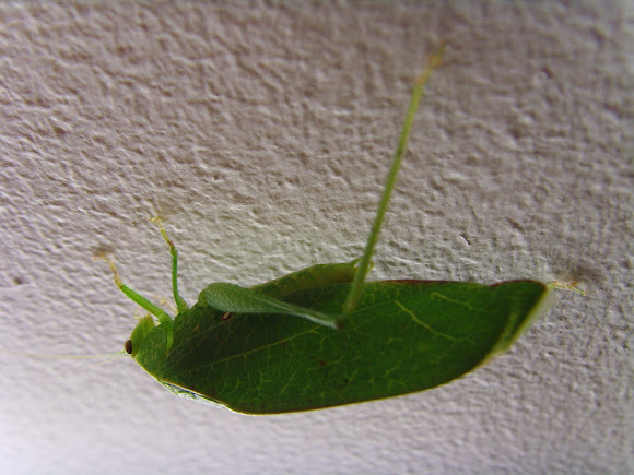 Gum-leaf Katydid | Project Noah