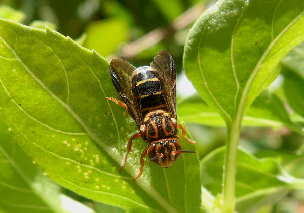 Leaf Cutter bee | Project Noah