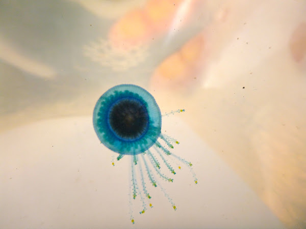Blue Button Jellyfish | Project Noah