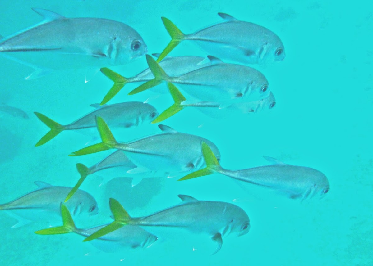 Yellow Jack | Project Noah