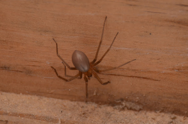Chilean recluse spider, Araña de Rincón | Project Noah