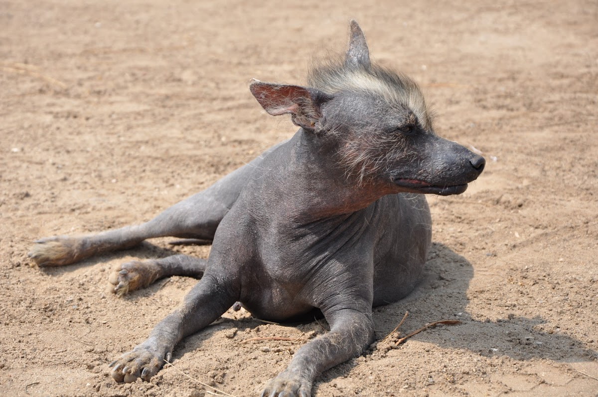 Perro Calato/Calato Dog | Project Noah