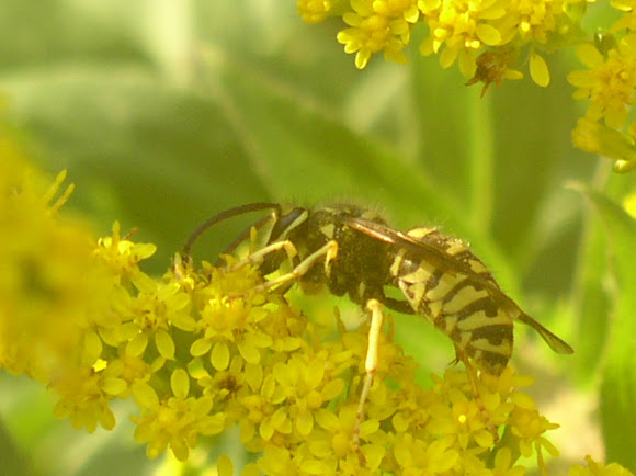 Eastern Yellowjacket (Male) | Project Noah