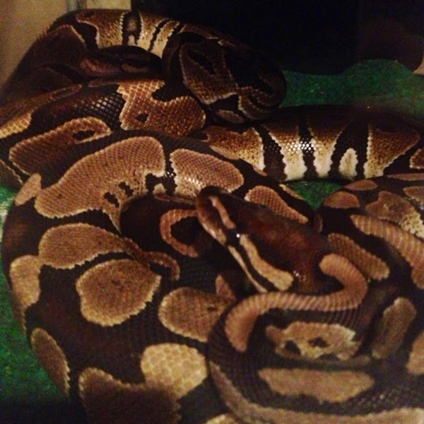 Ball python | Project Noah