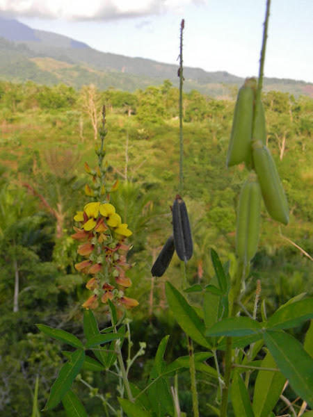 rattlepod | Project Noah