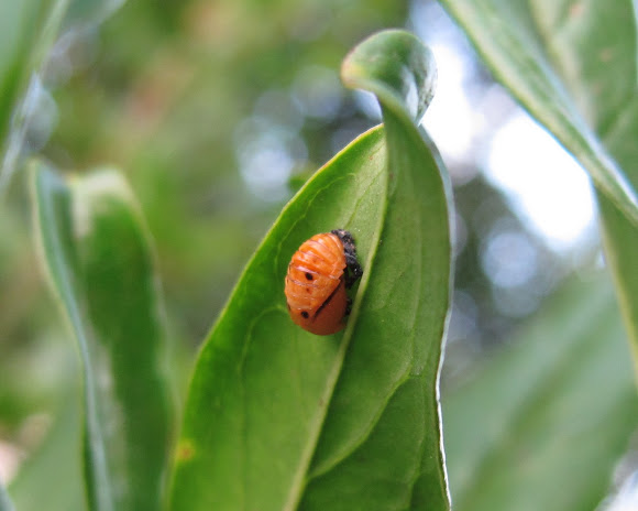 Multicolored Asian Lady Beetle Pupa | Project Noah