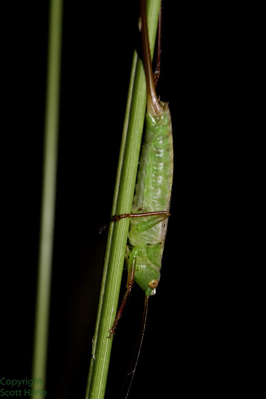 Grasshopper | Project Noah