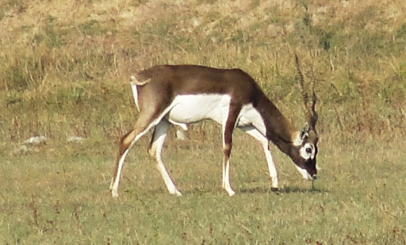 Krishna Mrigam ( કાળિયાર ) | Project Noah