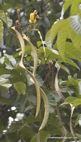 Markhamia, Nile tulip, Nile Trumpet or Siala tree | Project Noah