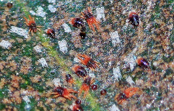 Red spider mite | Project Noah