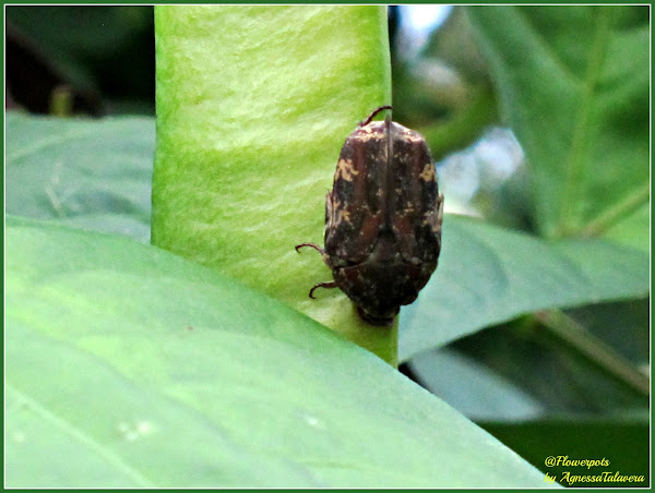 Mango Flower Beetle, Mottled Flower Scarab | Project Noah