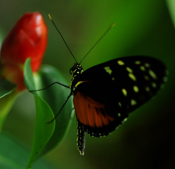 Hecale Longwing | Project Noah