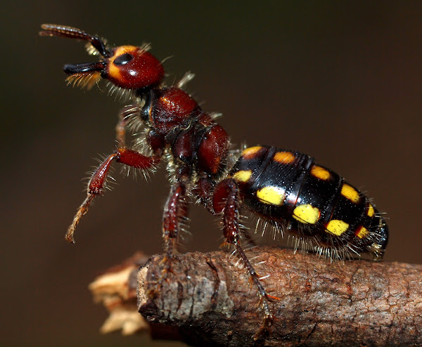 Wingless Flower Wasp, ( Female ) | Project Noah