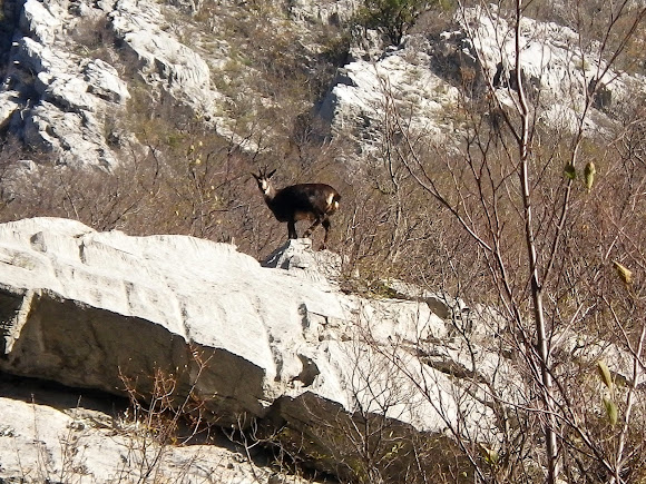 Chamois, divokoza | Project Noah