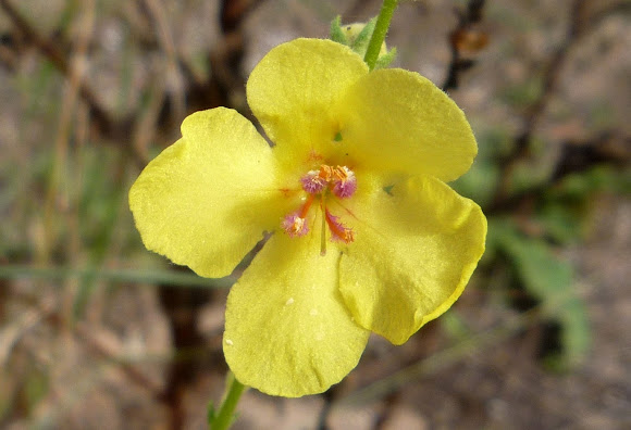 Acigutre, tientayernos. | Project Noah